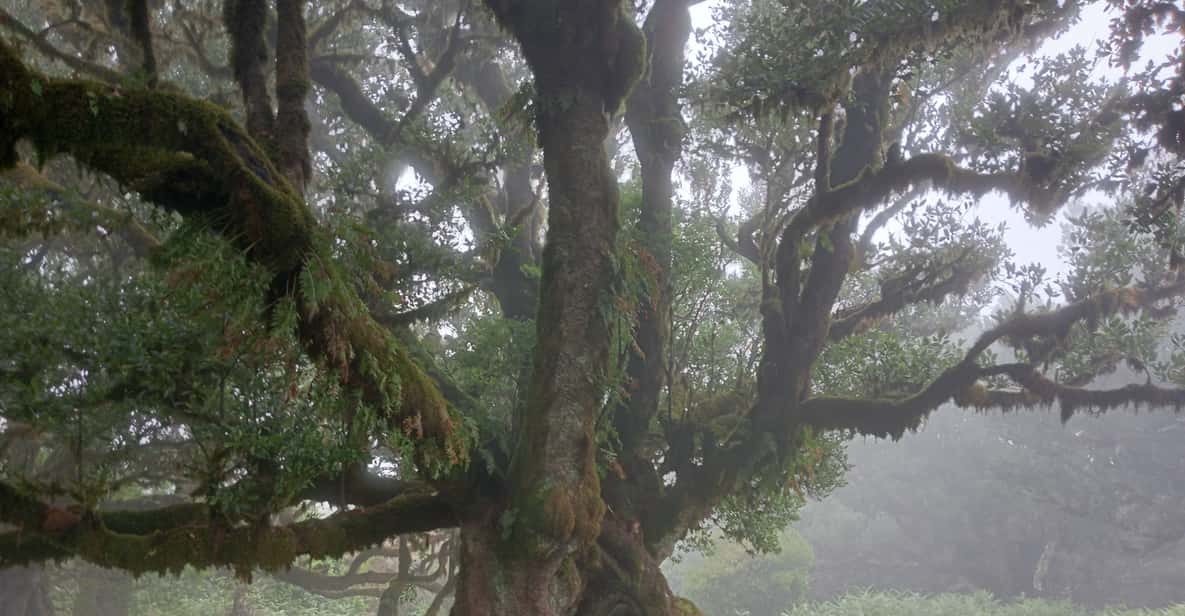 Madeira: Fanal Forest Guided Hiking Tour | GetYourGuide