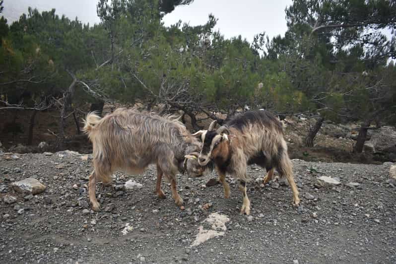 Off road adventure to the most isolated monastery of Crete | GetYourGuide