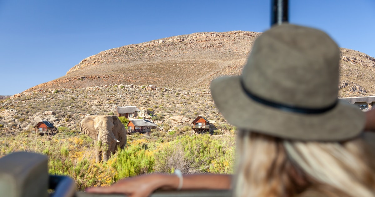 Ab Kapstadt: Big Five Sunset Safari inkl. Transport | GetYourGuide