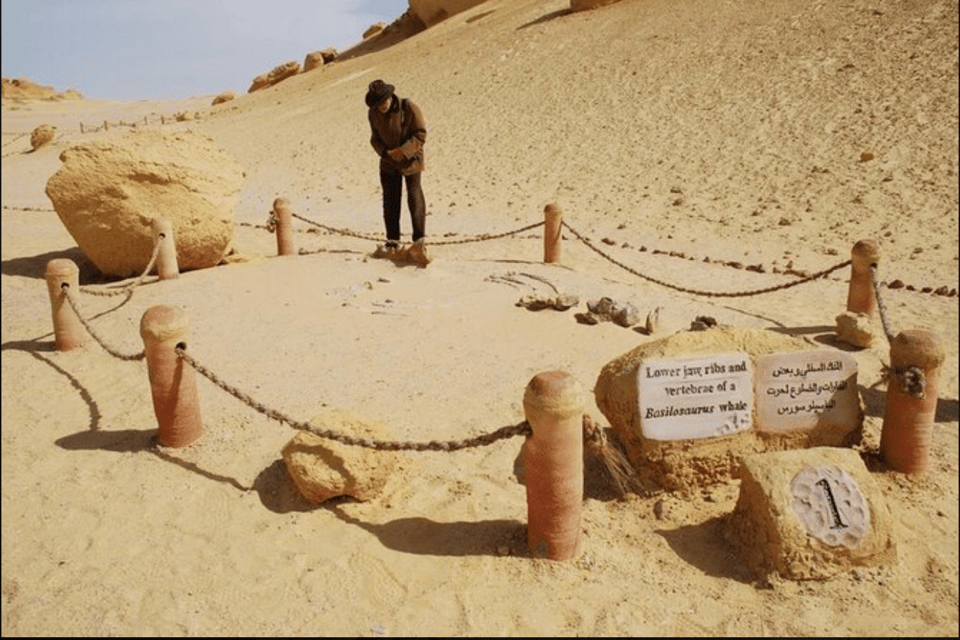 From Cairo: Whale Valley and Wadi El Rayan Waterfalls Tour | GetYourGuide