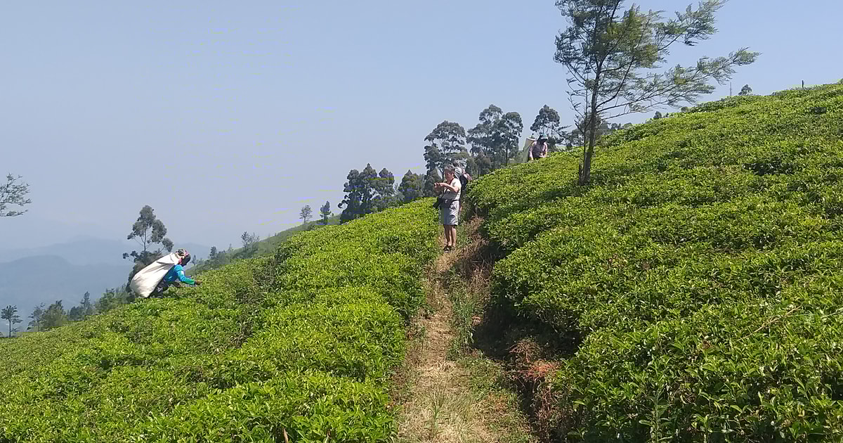 The Pekoe Trail, Stage 16, Trekking from Ella to Demodera | GetYourGuide