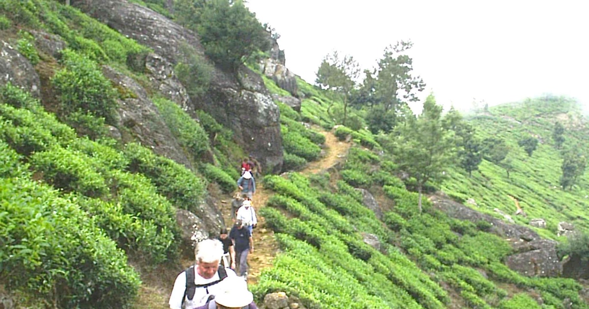 La Ruta del Pekoe, Etapa 12, Trekking de Udaweriya a Haputale | GetYourGuide