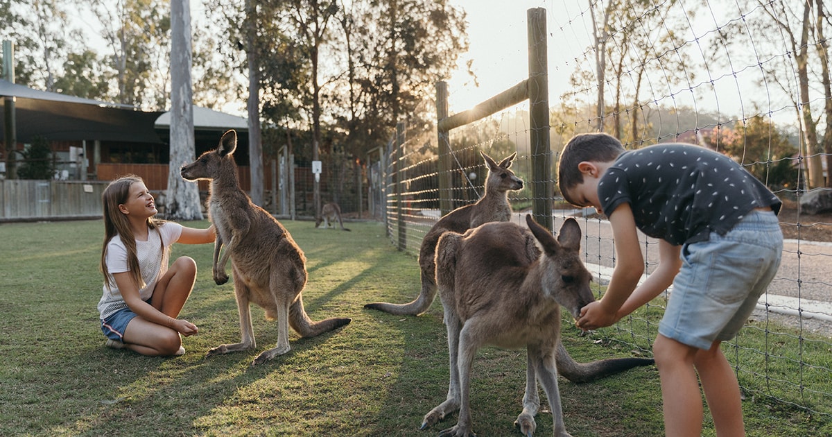 Paradise Country: Ultimate Aussie Farm Experience | GetYourGuide