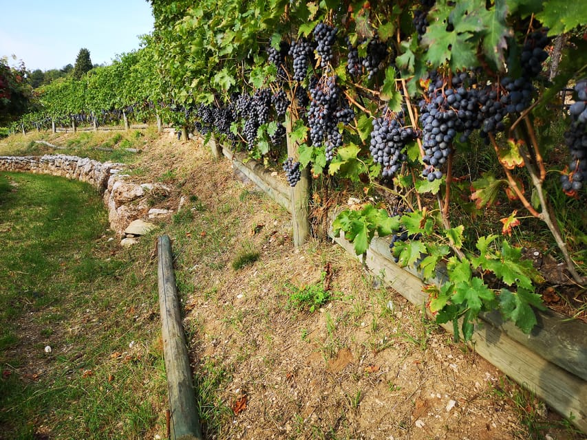 Fumane: degustación guiada de comida y vino con visita a un viñedo ...