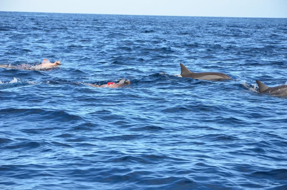 Tamarin: Dolphin Swim, Snorkeling, Crystal Rock, & Beach BBQ | GetYourGuide