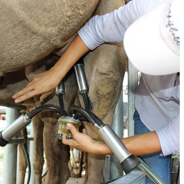 Camel Farm Tour & Taste | GetYourGuide