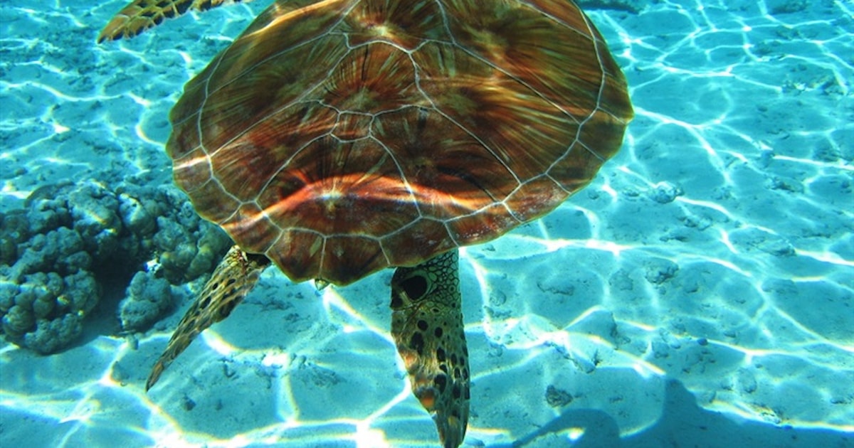 Laganas: Zakynthos Marine Park en boottocht om schildpadden te spotten ...