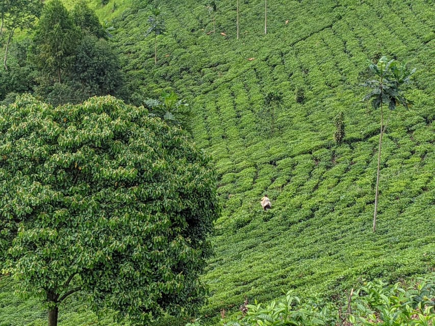 3 Day Gorilla Safari at Bwindi Forest/Mgahinga NP Via Kigali | GetYourGuide