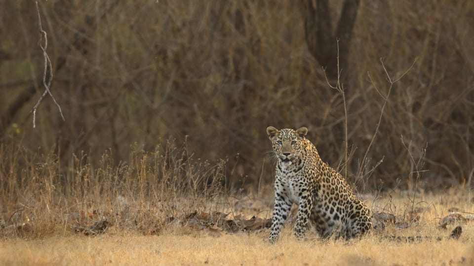Sasan Gir: Devalia Park Safari with Skip-the-Line Access | GetYourGuide