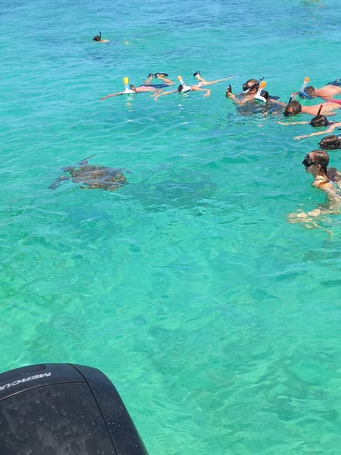 Mauritius: Snorkeling with turtles Le Transporteur speedboat | GetYourGuide