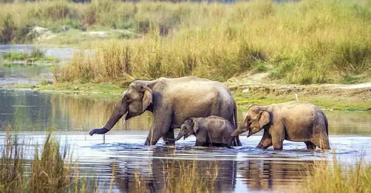 From Kathmandu: 3-Day Chitwan National Park Tour | GetYourGuide