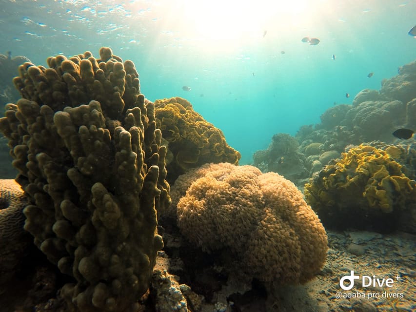 Pivate scuba diving in the Red Sea of Aqaba | GetYourGuide