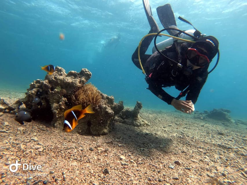 Pivate scuba diving in the Red Sea of Aqaba | GetYourGuide