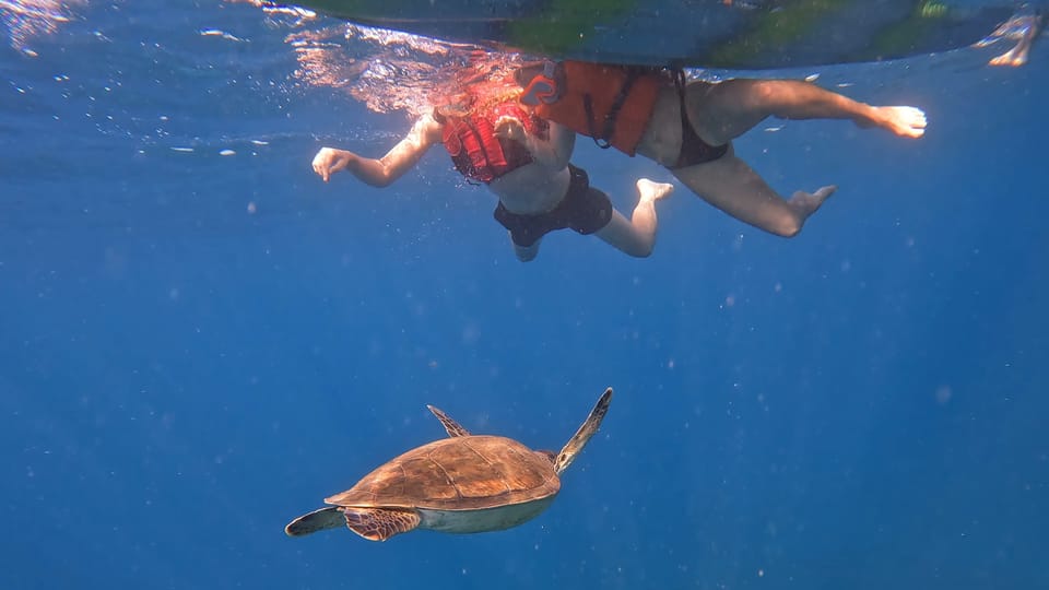 Tenerife: Kayak and Snorkel with Turtles | GetYourGuide