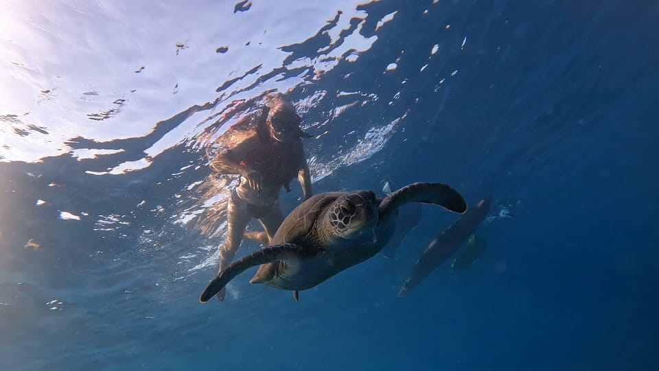 Tenerife: Kayak and Snorkel with Turtles | GetYourGuide