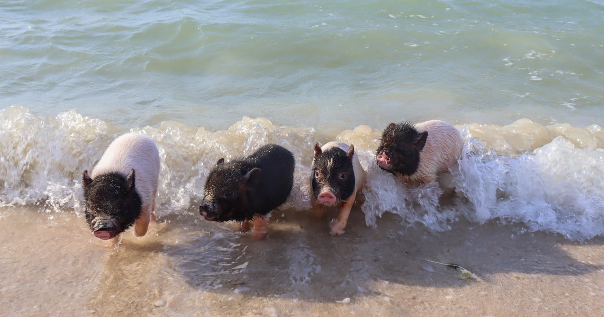 Pig Beach Progreso | GetYourGuide