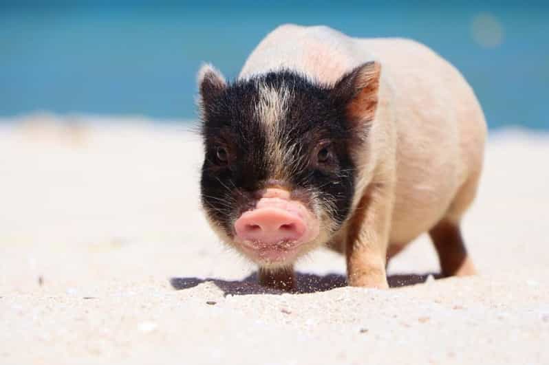 Pig Beach Progreso | GetYourGuide