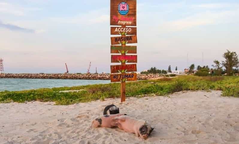 Pig Beach Progreso | GetYourGuide