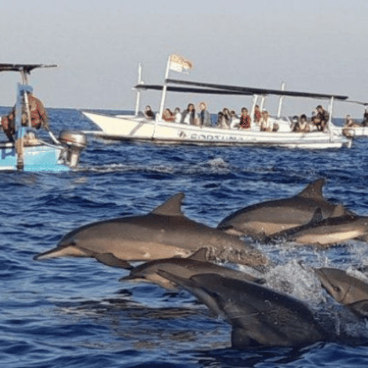 Bali: Dolphin Lovina Private Tour | GetYourGuide