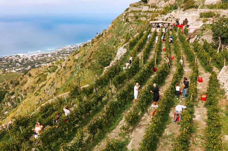 Ischia Wine Tasting Experience: Vineyard's Tour with Pick-Up | GetYourGuide