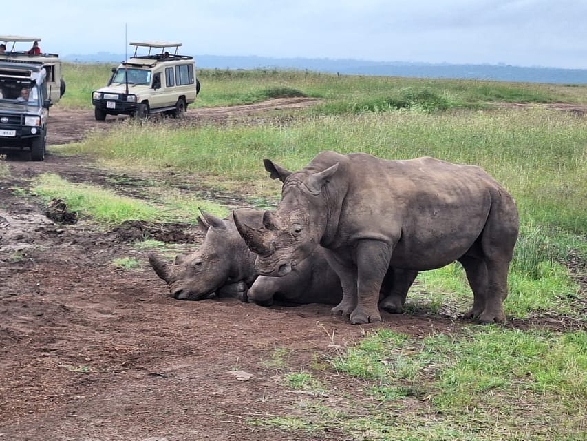 Nairobi Park Game Drive Guided Tour With Free Hotel Pick Up | GetYourGuide