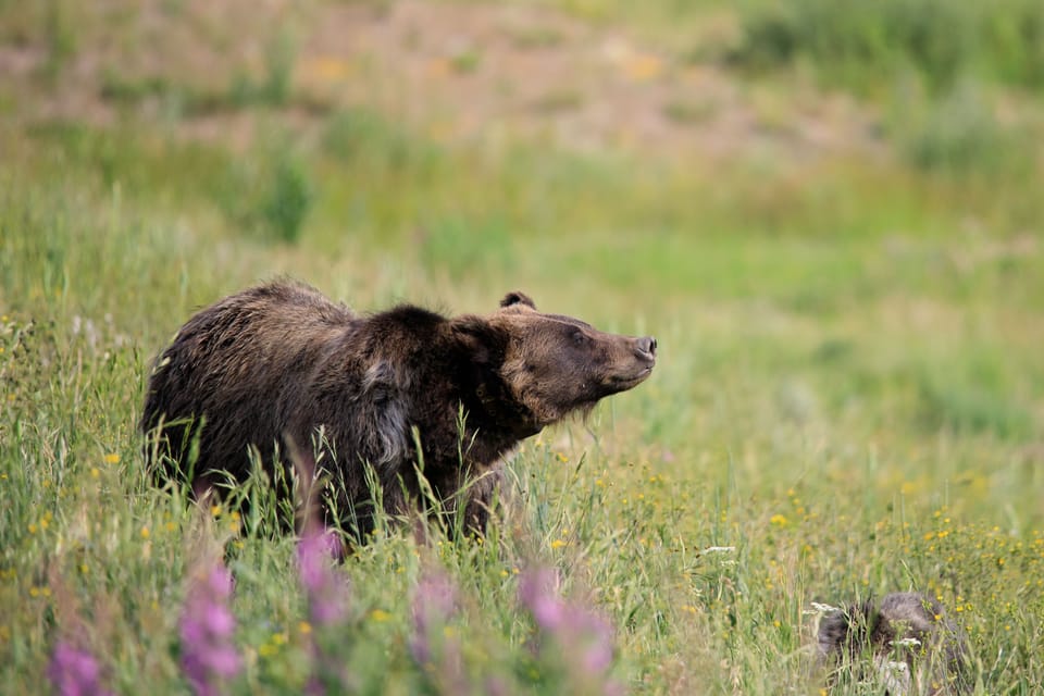 From Jackson Hole: Half-Day Grand Teton Wildlife Tour | GetYourGuide