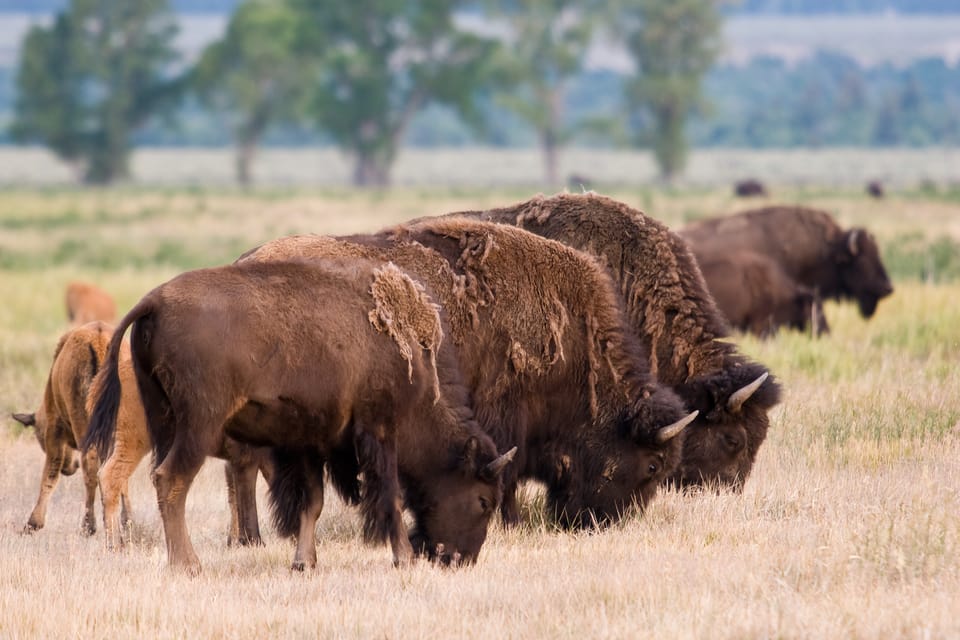 From Jackson Hole: Half-Day Grand Teton Wildlife Tour | GetYourGuide