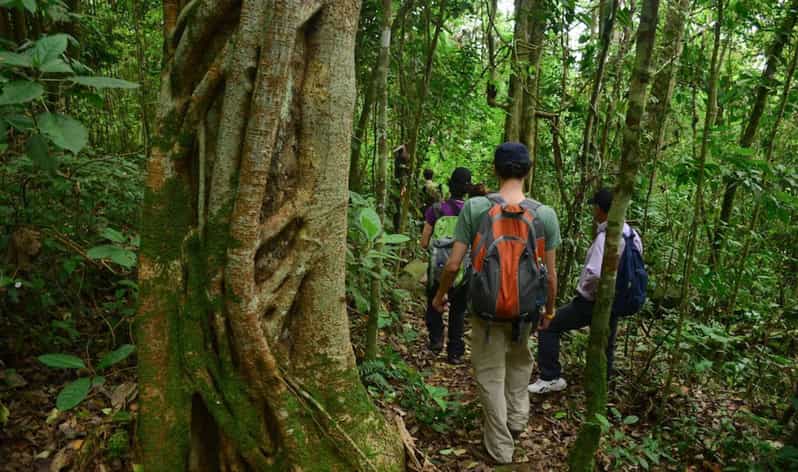 Excursión de un día para observar aves en el Parque Natural de Chicaque ...