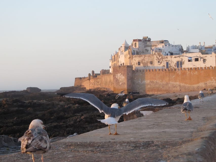 Agadir/Taghazout/Tamraght : Essaouira Guided Day Trip | GetYourGuide