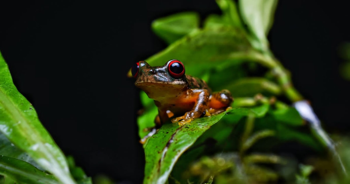 Monteverde: Kinkajou Forest Night Walking Tour | GetYourGuide