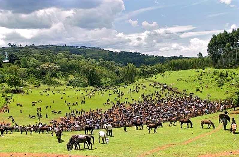 From Addis Ababa: Wenchi Crater Lake Day Trip with Boat Ride | GetYourGuide