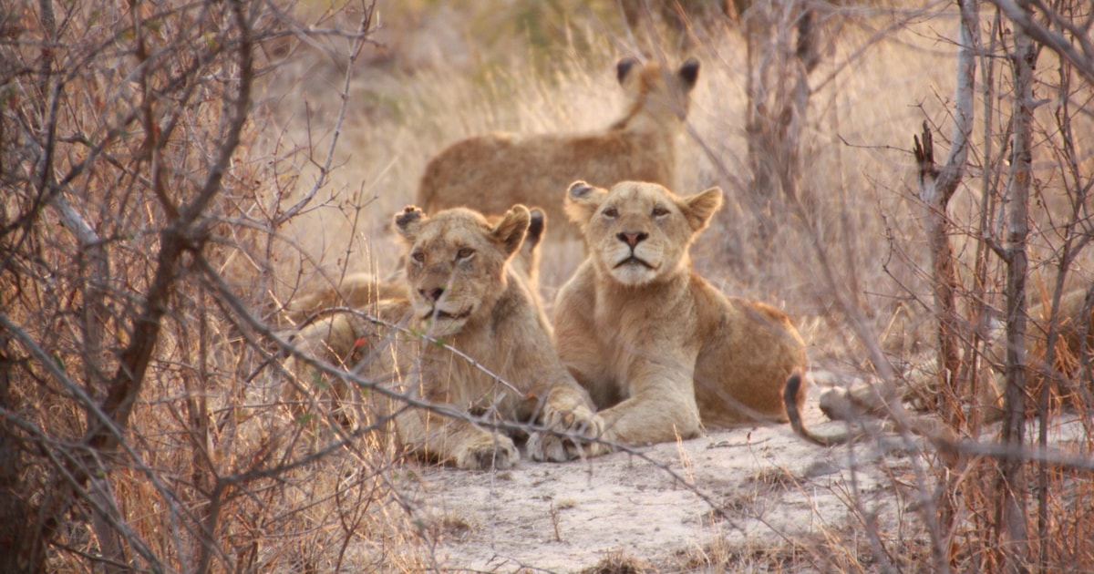 Sasan Gir: Devalia Park Safari with Skip-the-Line Access | GetYourGuide