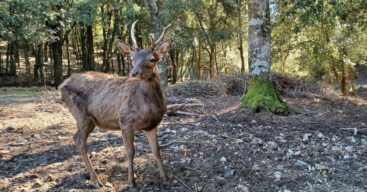Cagliari: vandretur på hjortestien i Sette Fratelli Park | GetYourGuide