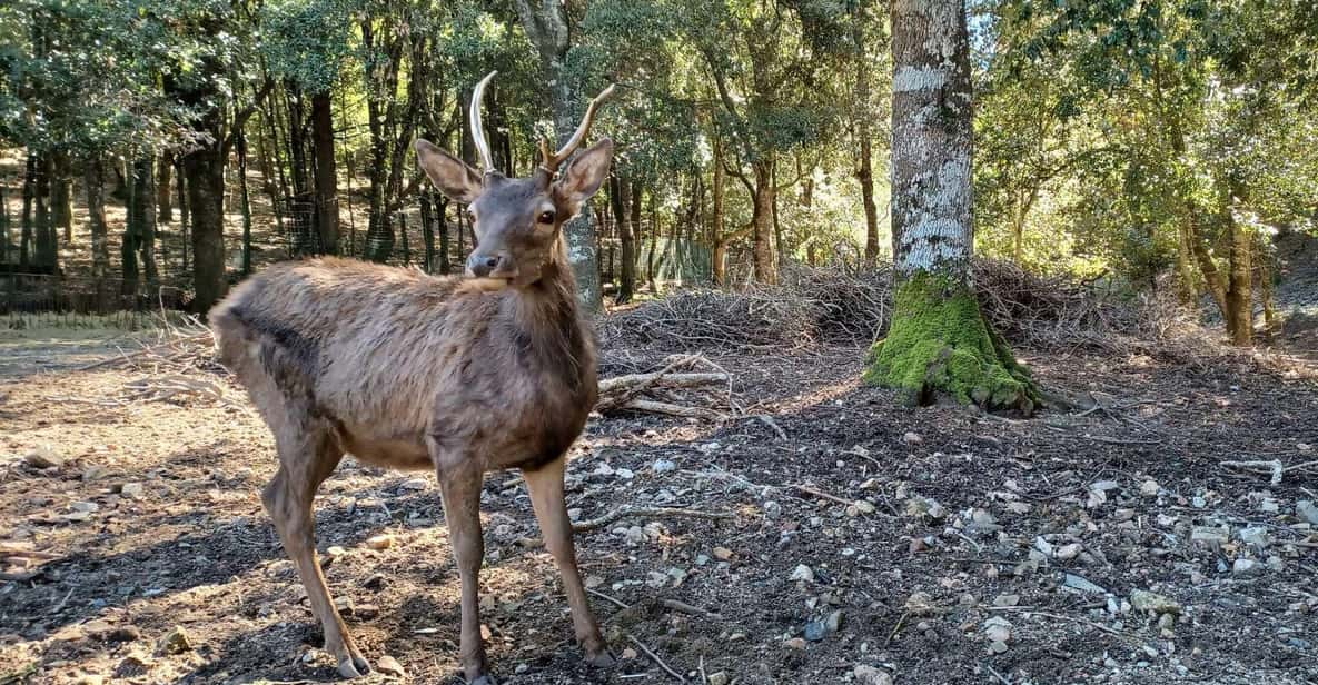 Cagliari: hiking on the deers' trail in Sette Fratelli Park | GetYourGuide