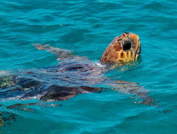 Turtle Trip and Keri Caves | GetYourGuide