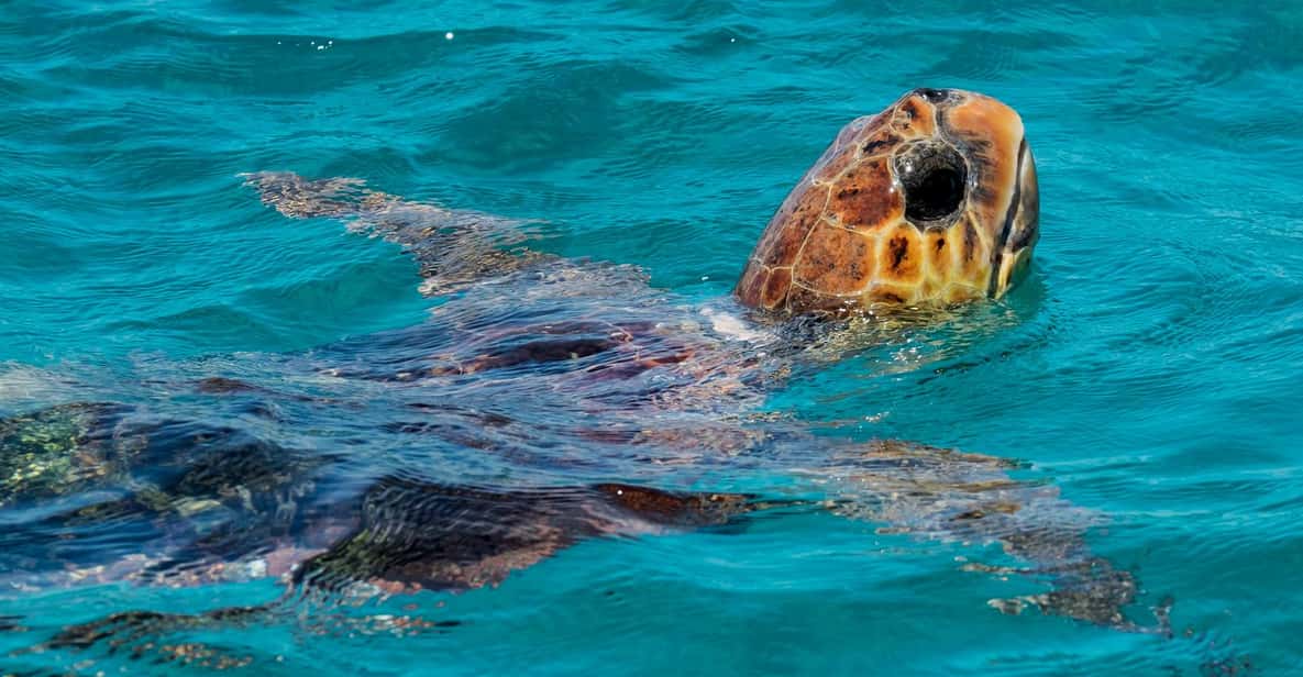 Zakynthos: Turtle Island, Cameo and Keri Caves + Transport | GetYourGuide