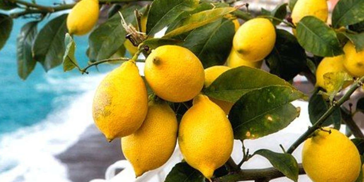 Maiori : excursion d'une journée sur la côte amalfitaine avec ...