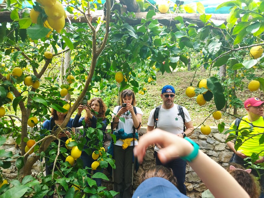 Trekking Lemon Tour | GetYourGuide