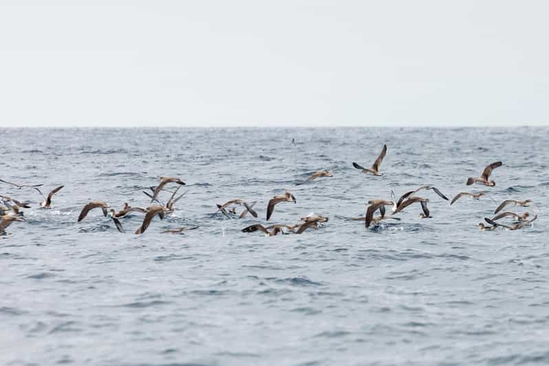 Azores Marine Birdwatching Expedition | GetYourGuide