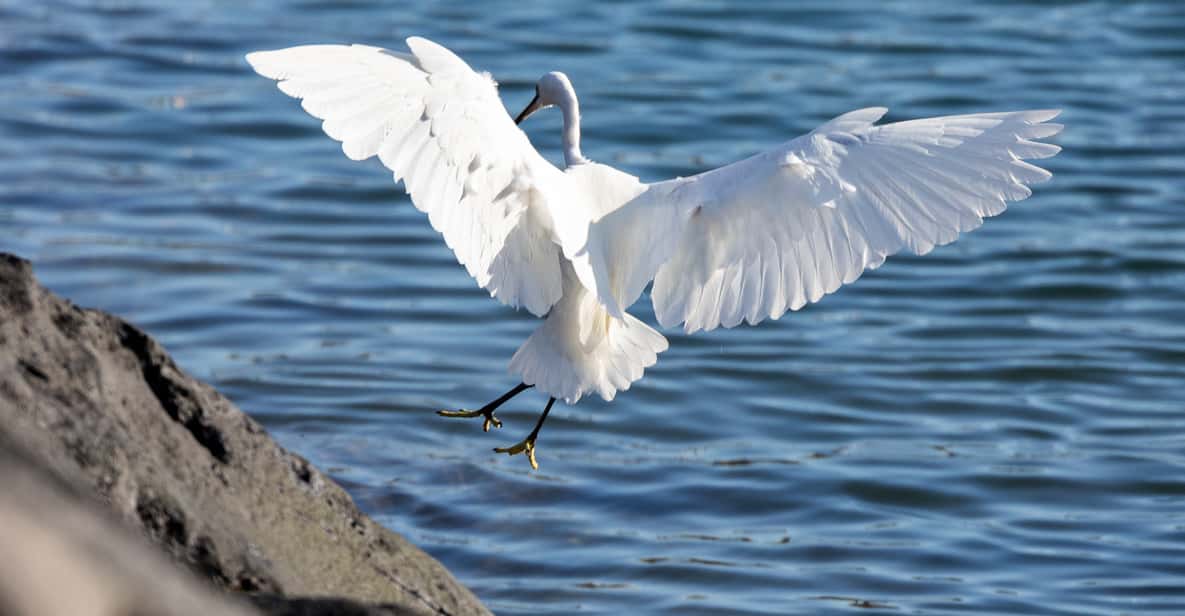 Azores Marine Birdwatching Expedition | GetYourGuide