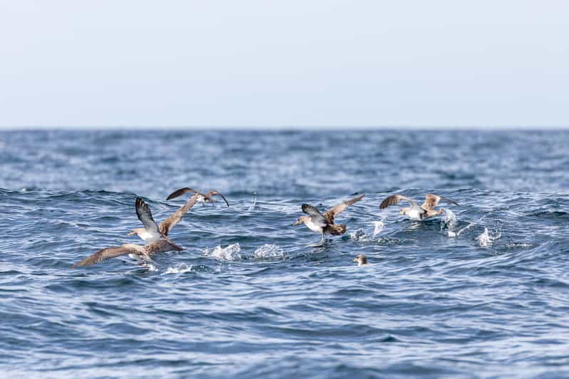 Azores Marine Birdwatching Expedition | GetYourGuide
