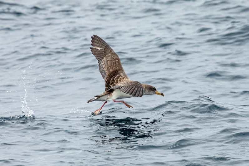 Azores Marine Birdwatching Expedition | GetYourGuide