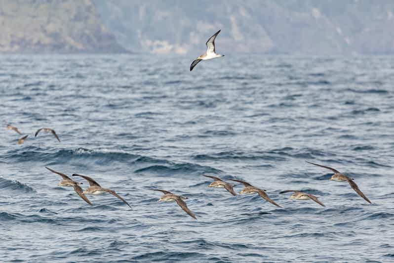 Azores Marine Birdwatching Expedition | GetYourGuide