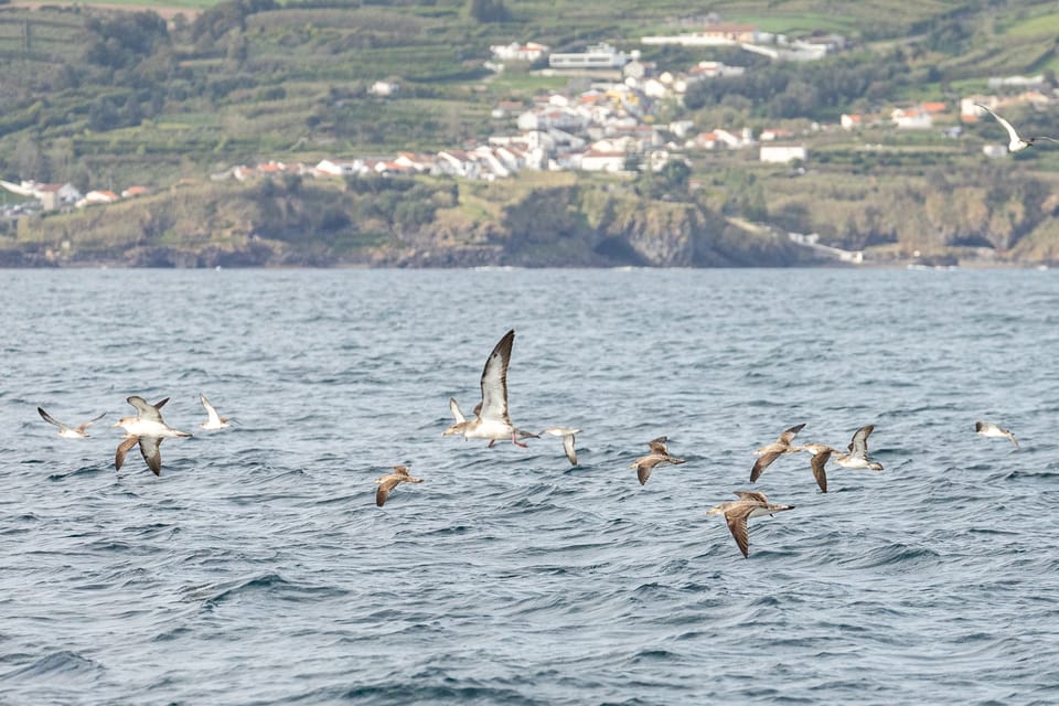 Azores Marine Birdwatching Expedition | GetYourGuide