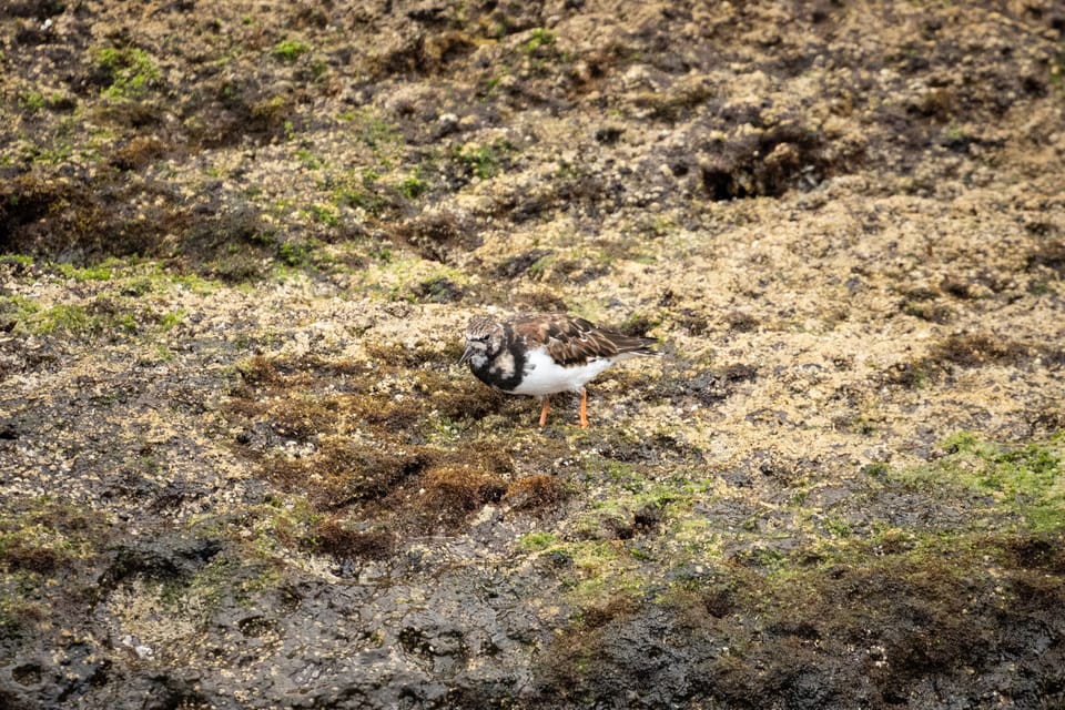 Azores Marine Birdwatching Expedition | GetYourGuide