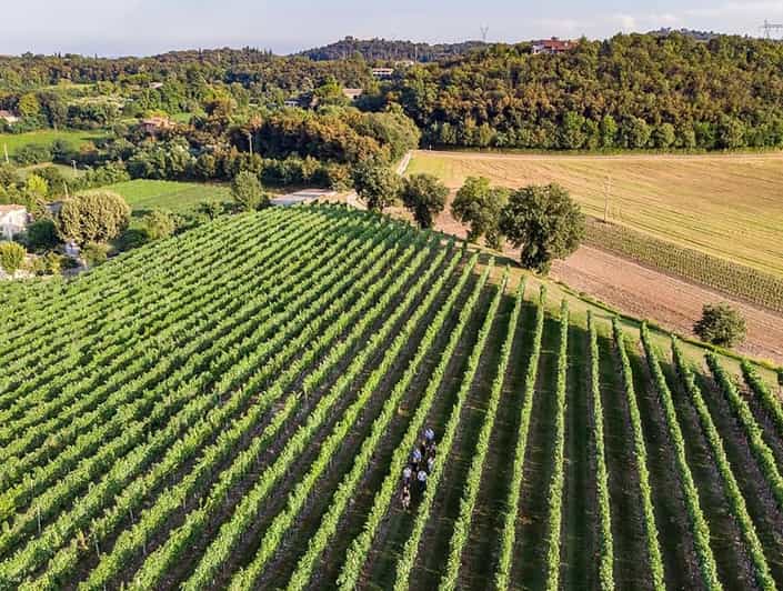 Lonato: tour and tasting of Valtenesi and Lugana wines | GetYourGuide