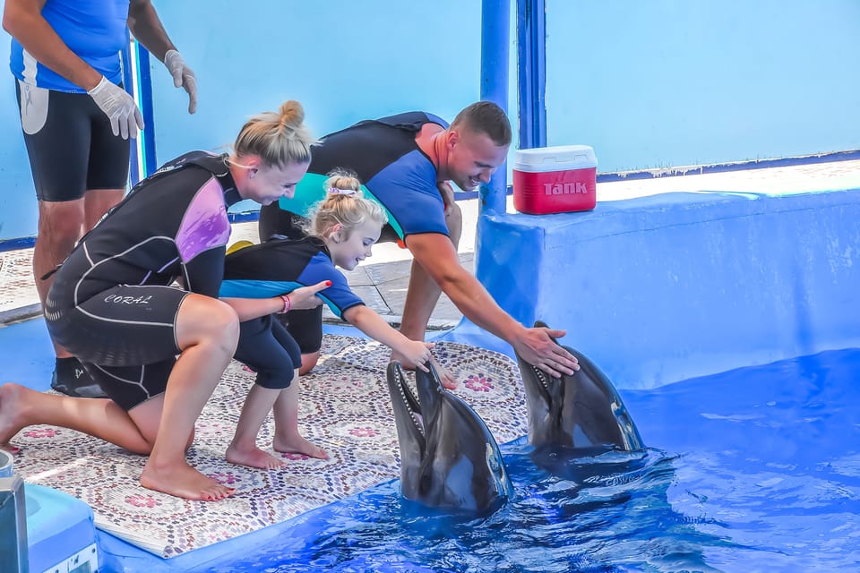 Hurghada: Dolphin World Family Swimming with pickup | GetYourGuide