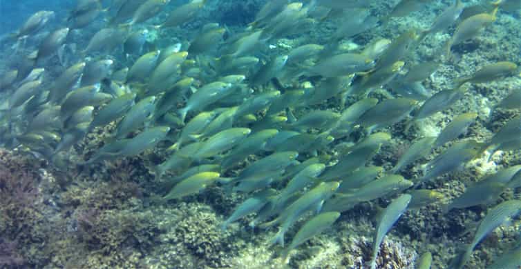 Tarifa: Guided Snorkel Tour in the Strait Natural Park | GetYourGuide