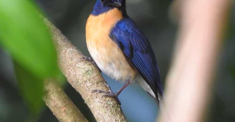 Bird watching day tour - Pick up and drop from the Hotel | GetYourGuide