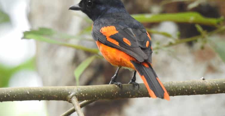 Bird watching day tour - Pick up and drop from the Hotel | GetYourGuide